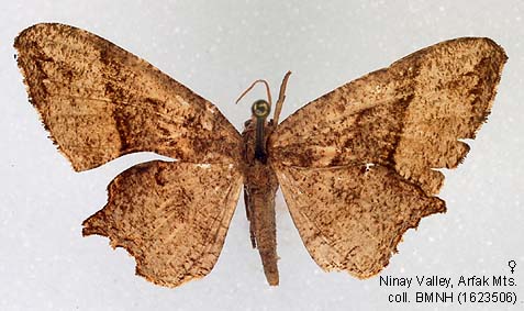 Papua Insects Foundation (Lepidoptera/Uraniidae/Epipleminae/Monobolodes ...